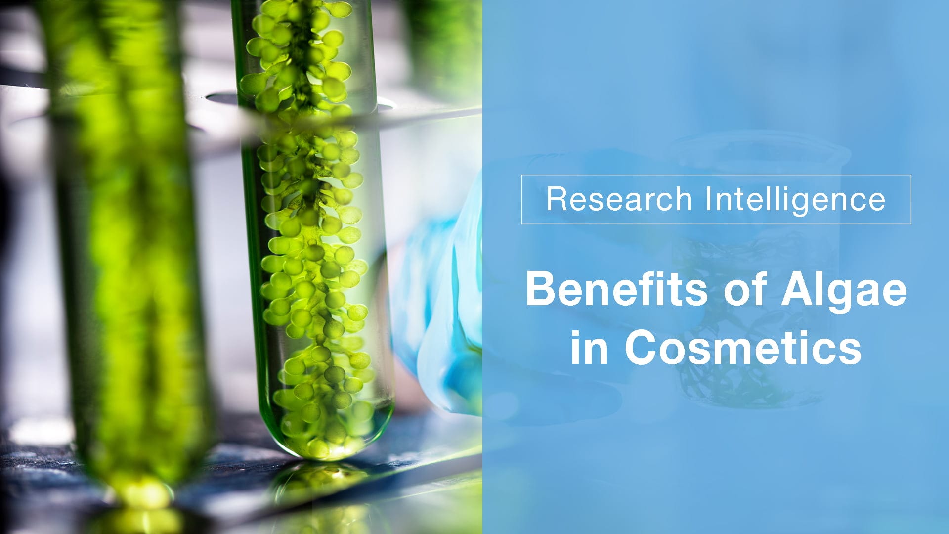 Benefits of Algae in Cosmetics: Unveiling the Secrets of How Algae ...